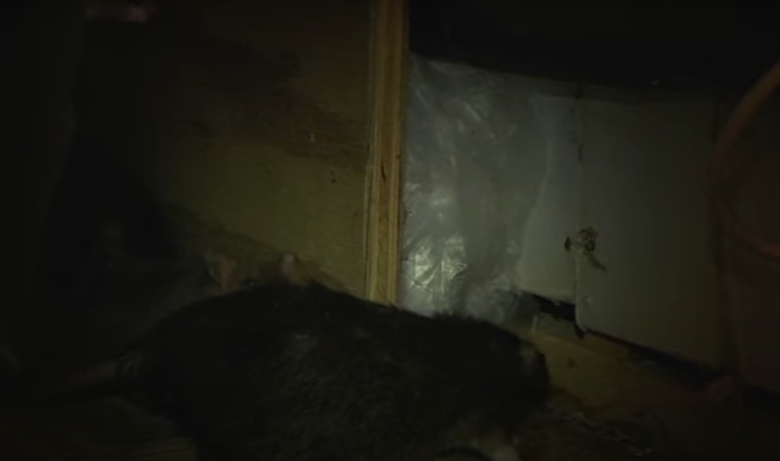 How to Tell How Many Rats Are in Your House? - HomeProfy