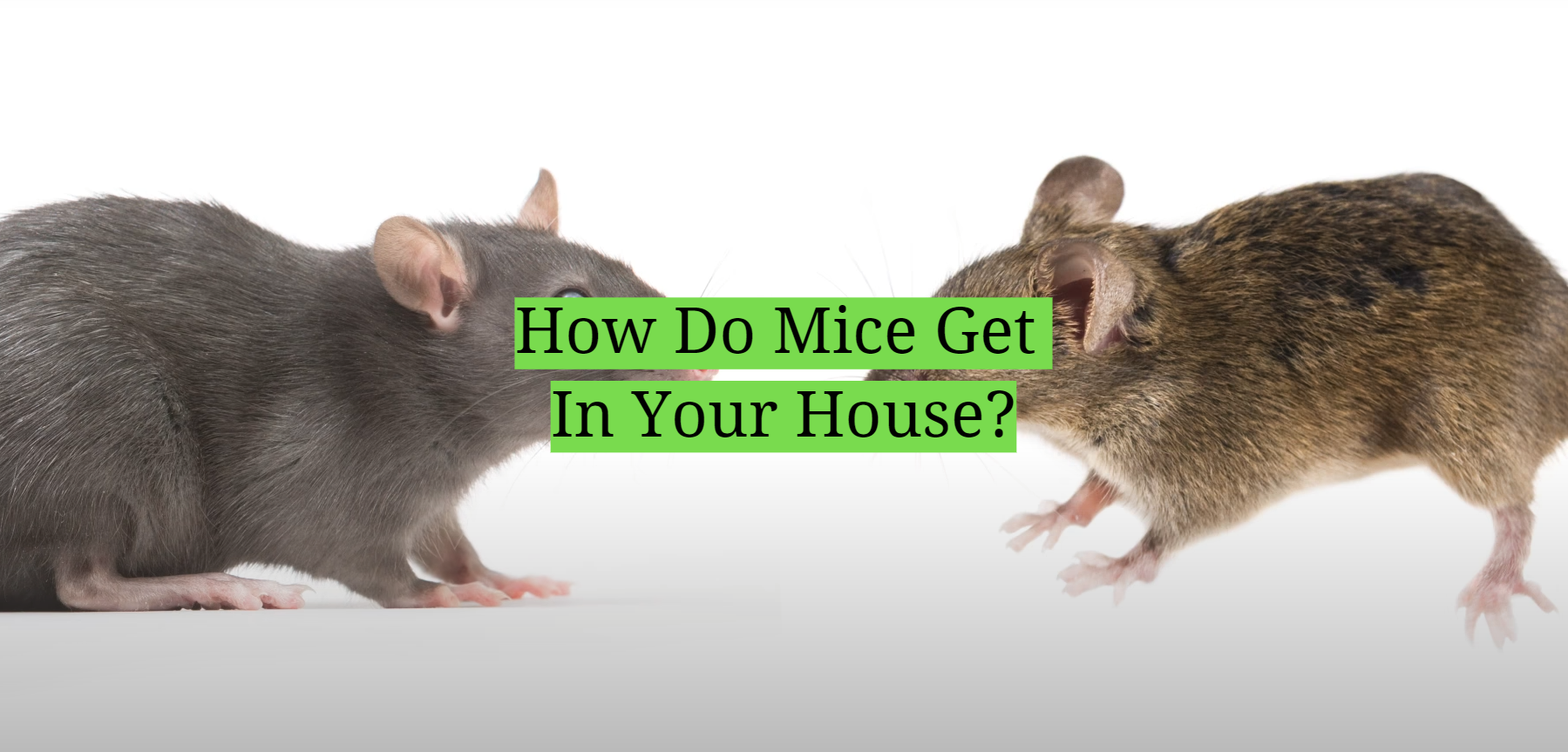 How Do Mice Get In Your House? - HomeProfy