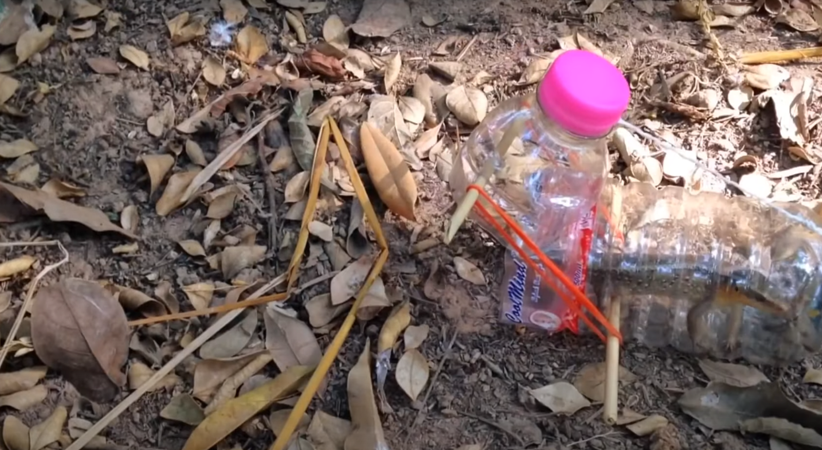 How to Catch a Lizard in the House? - HomeProfy