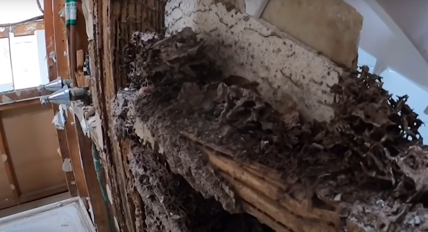 Can You Live in a House With Termites? - HomeProfy