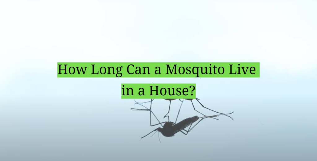 How Long Can a Mosquito Live in a House? - HomeProfy
